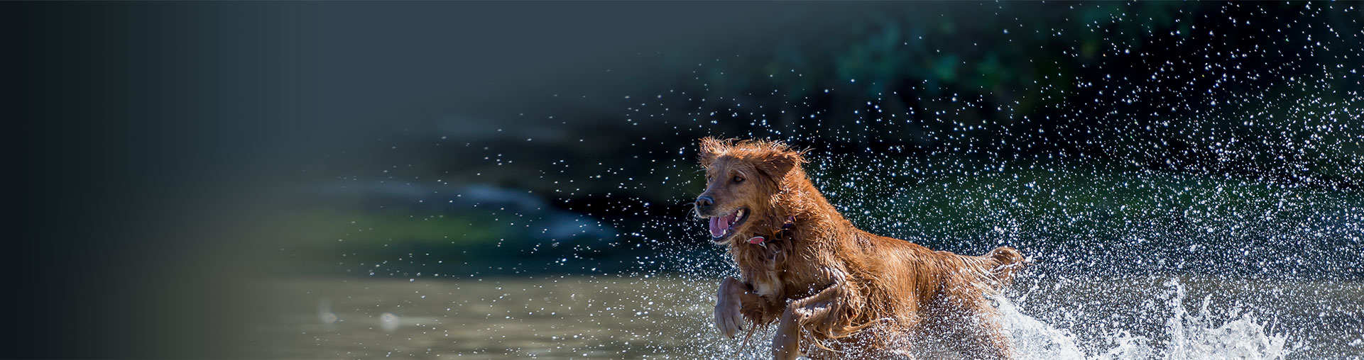 Contact - Veterinary Diagnostic Services Laboratory | UPEI