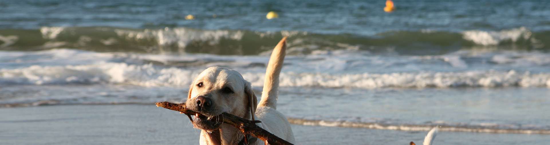 Reference Guide - Veterinary Diagnostic Services Laboratory | UPEI