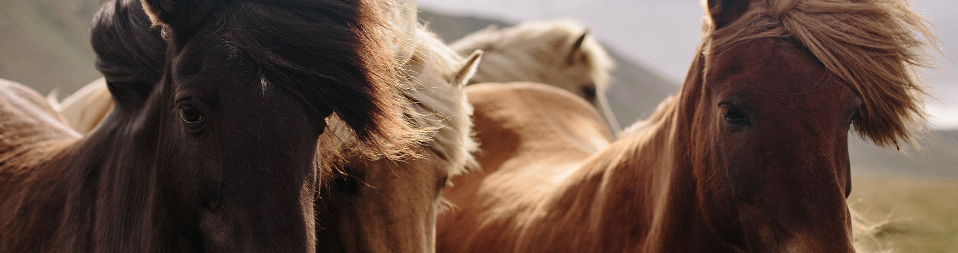 Submission Guidelines for Streptococcus equi (Strangles) Screen ...