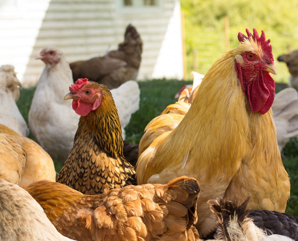 Home - Veterinary Diagnostic Services Laboratory | UPEI